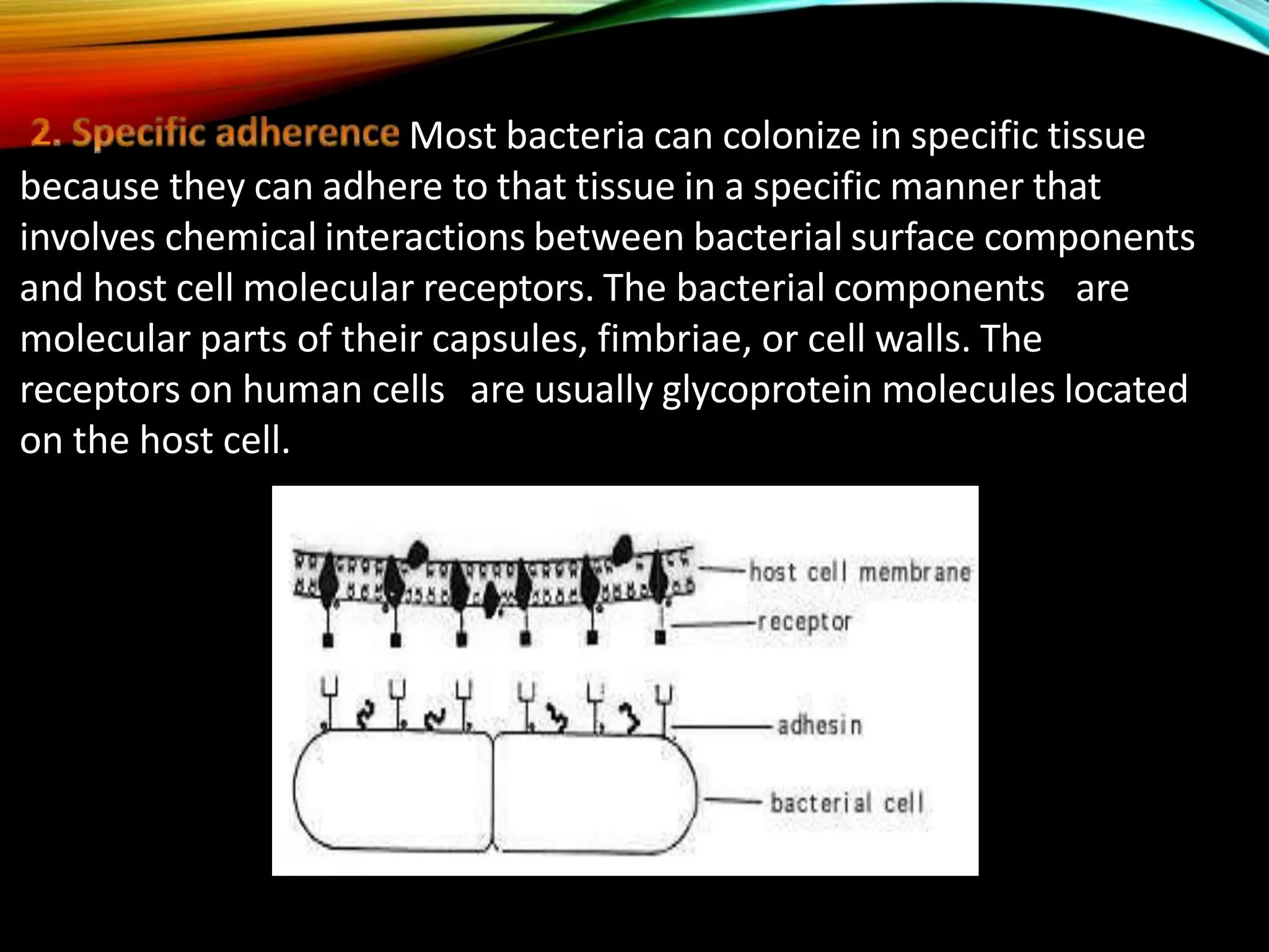 NORMAL HUMAN MICROBIOTA AND TYPES OF MICROBIOTA | PPTX