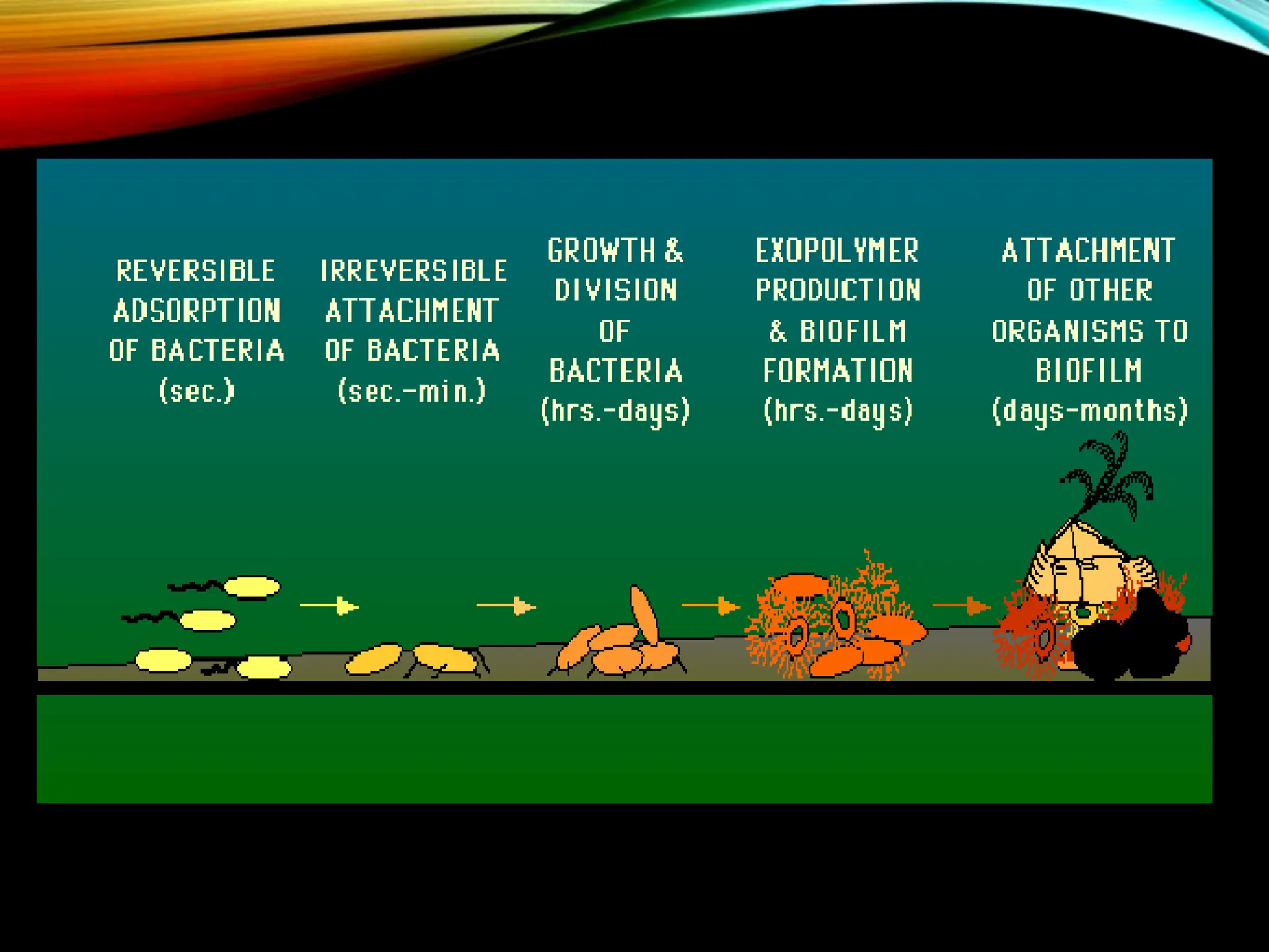 NORMAL HUMAN MICROBIOTA AND TYPES OF MICROBIOTA | PPTX