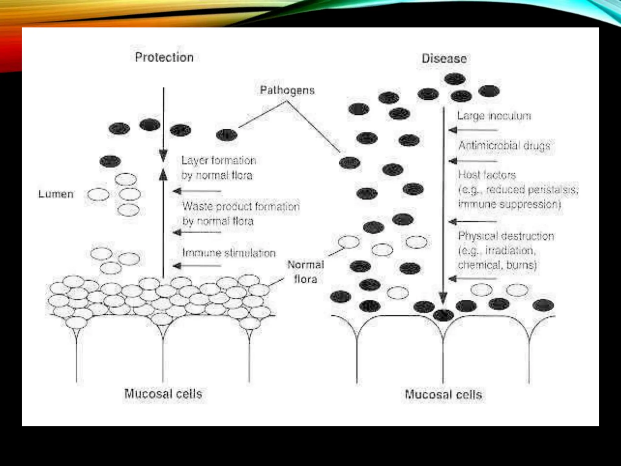 NORMAL HUMAN MICROBIOTA AND TYPES OF MICROBIOTA | PPTX