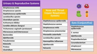 NORMAL MICROBIOTA / HUMAN NORMAL FLORA / NORMAL MICROFLORA | PPTX