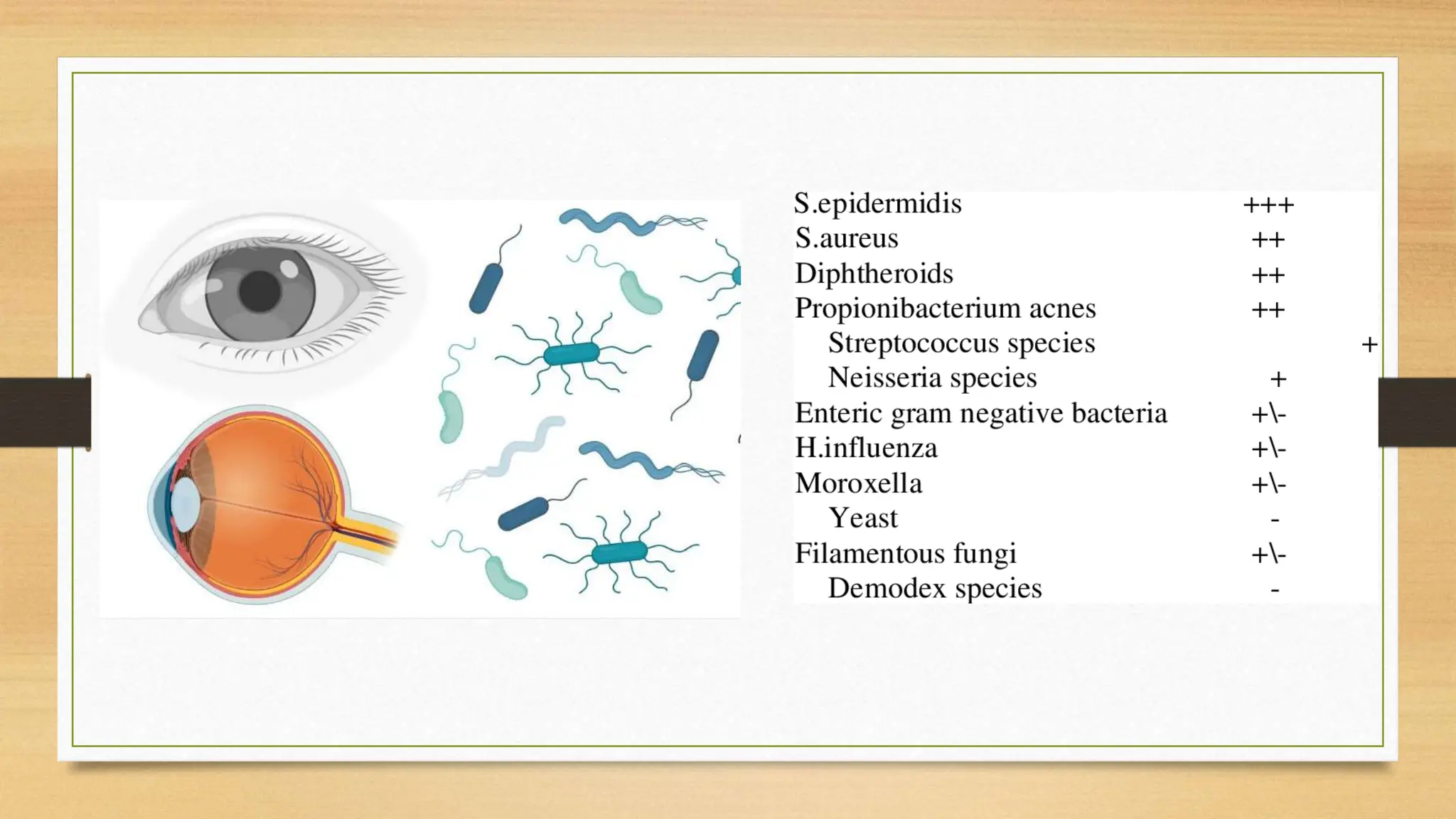 Normal Microflora of the Human Body- microbiology.pptx