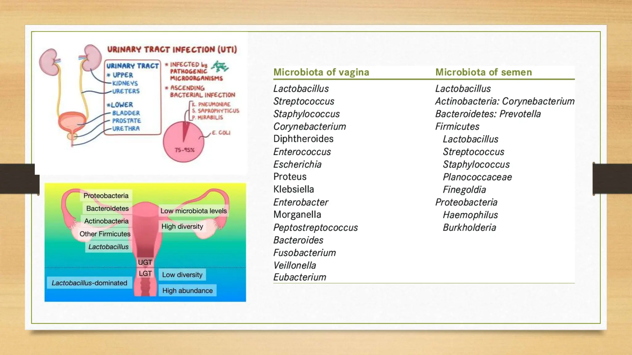 Normal Microflora of the Human Body- microbiology.pptx
