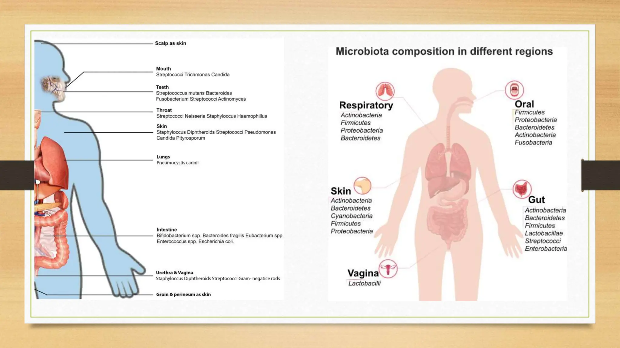 Normal Microflora of the Human Body- microbiology.pptx