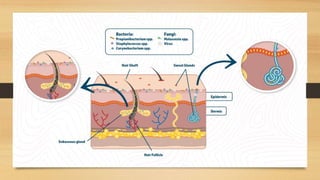 Normal Microflora of the Human Body- microbiology.pptx