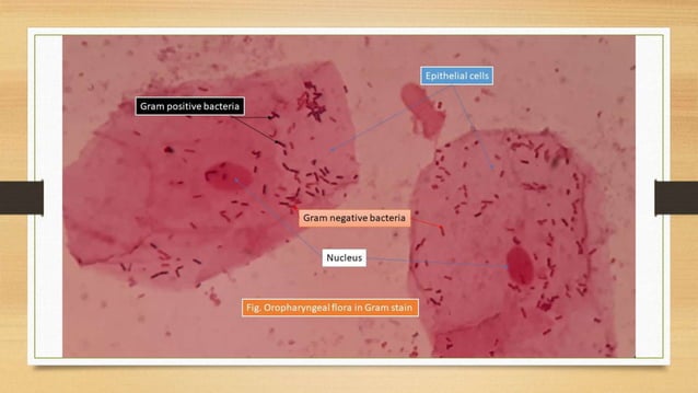 Normal Microflora of the Human Body- microbiology.pptx