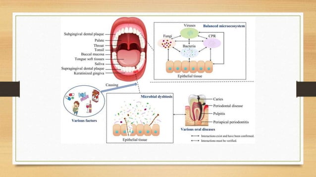 Normal Microflora of the Human Body- microbiology.pptx
