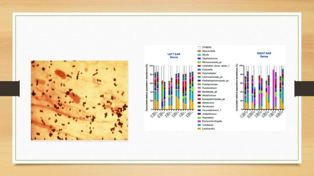 Normal Microflora of the Human Body- microbiology.pptx