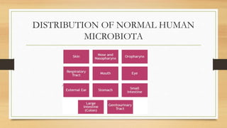 Normal Microflora of the Human Body- microbiology.pptx