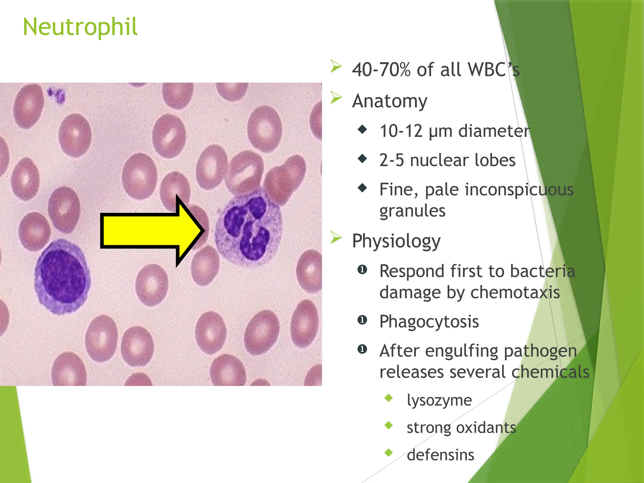 normal Normal WBC morphology m- Copy.ppt