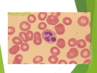 normal Normal WBC morphology m- Copy.ppt