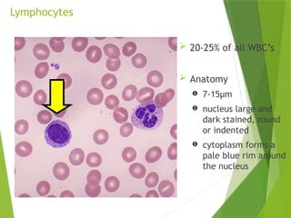 normal Normal WBC morphology m- Copy.ppt