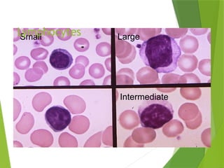normal Normal WBC morphology m- Copy.ppt