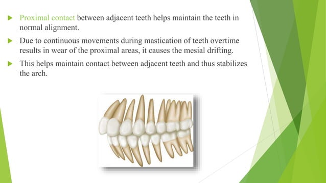 Normal occlusion.pptx