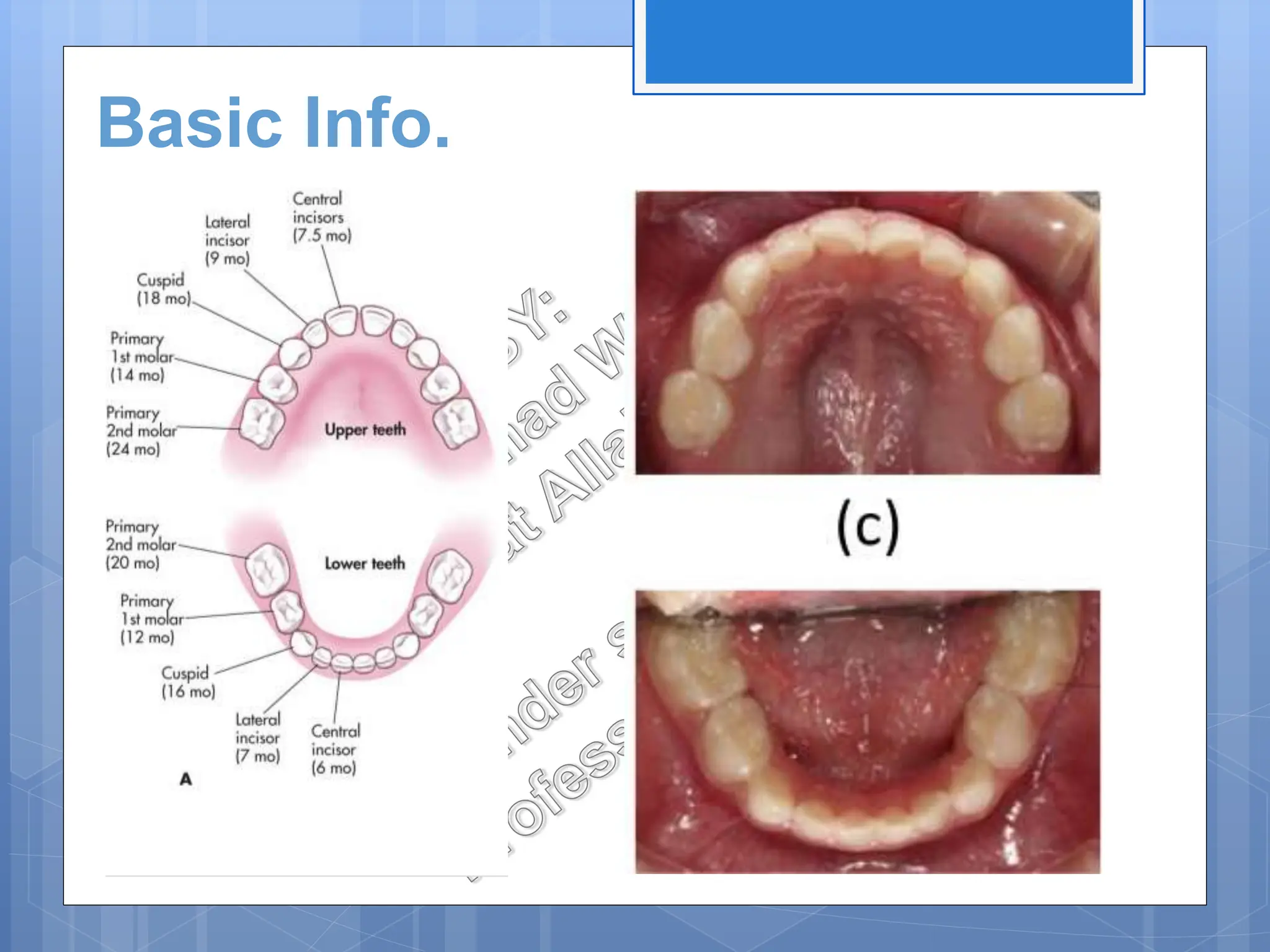 Development of normal dental occlusion in children.pptx | Free Download