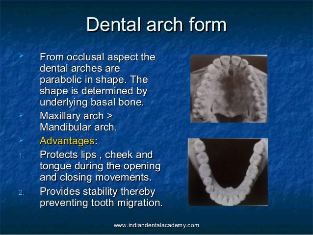 Normal occlusion (2)