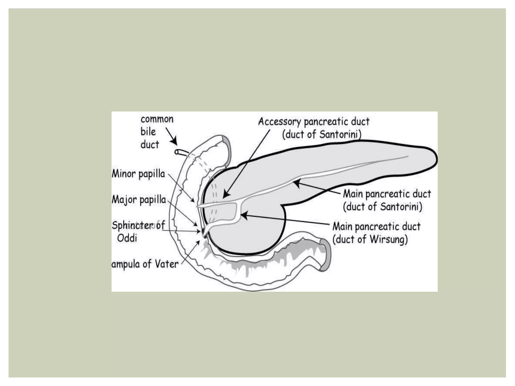 Normal pancreatic anatomy and anatomical variations | PPT