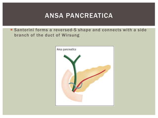Normal pancreatic anatomy and anatomical variations | PPT