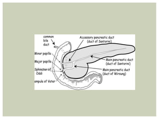 Normal pancreatic anatomy and anatomical variations | PPT