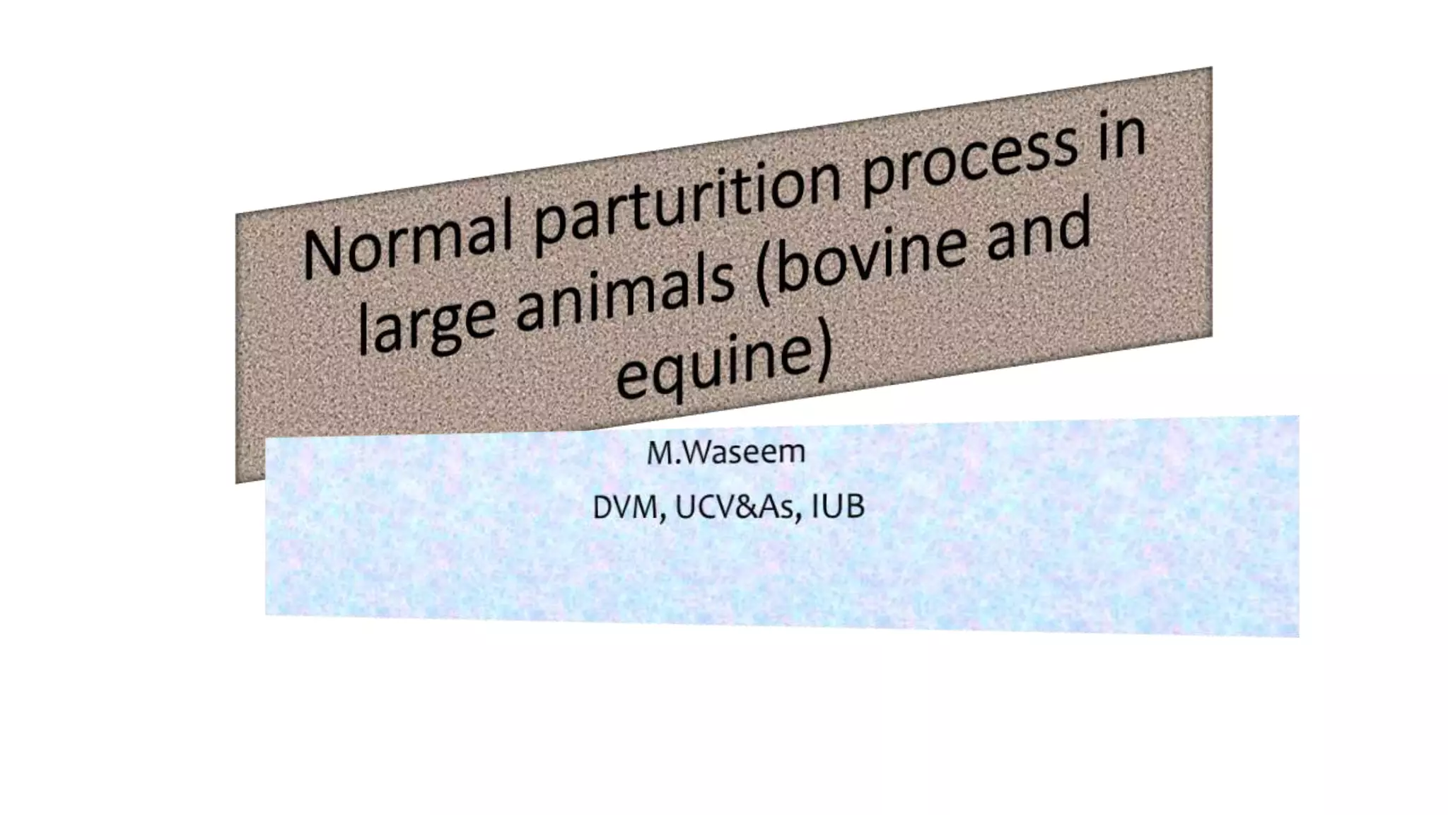 Normal parturition process in large animals (bovine | PPTX