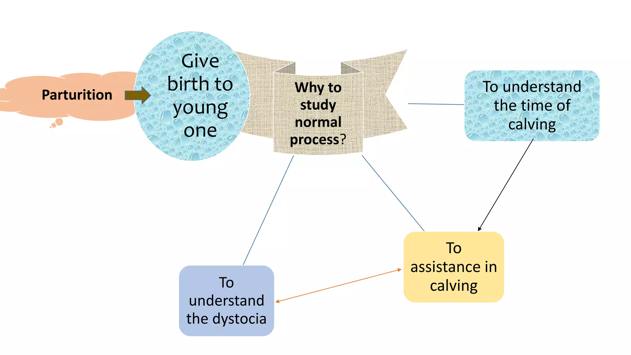 Normal parturition process in large animals (bovine | PPTX