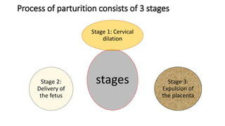 Normal parturition process in large animals (bovine | PPTX