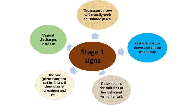 Normal parturition process in large animals (bovine | PPTX