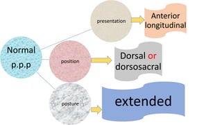 Normal parturition process in large animals (bovine | PPTX
