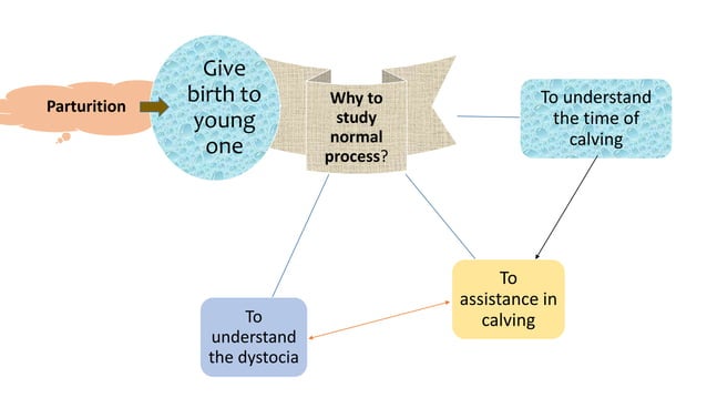 Normal parturition process in large animals (bovine | PPTX