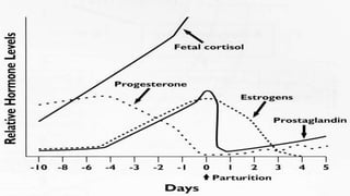 Normal parturition process in large animals (bovine | PPTX