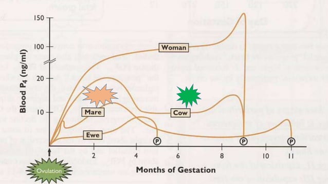 Normal parturition process in large animals (bovine | PPTX