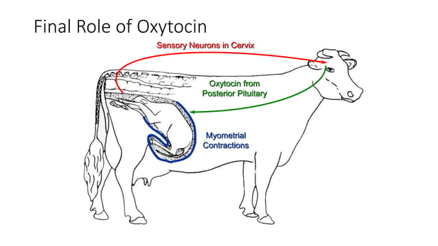 Normal parturition process in large animals (bovine | PPT