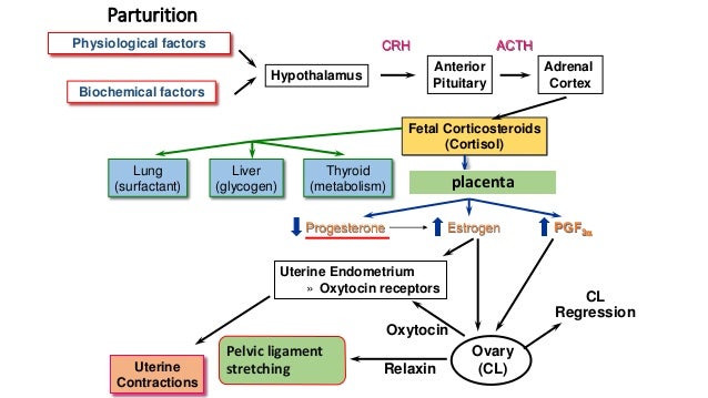 Normal parturition process in large animals (bovine