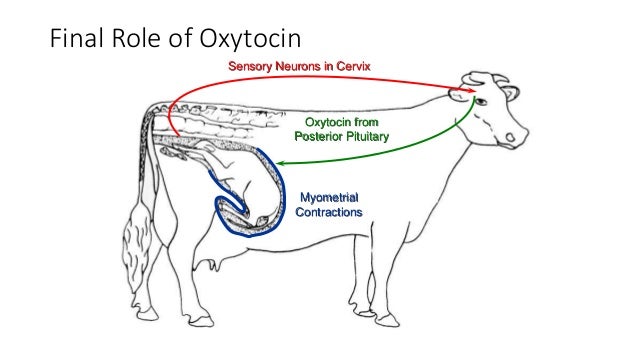 Normal parturition process in large animals (bovine