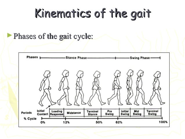Normal and pathological gait