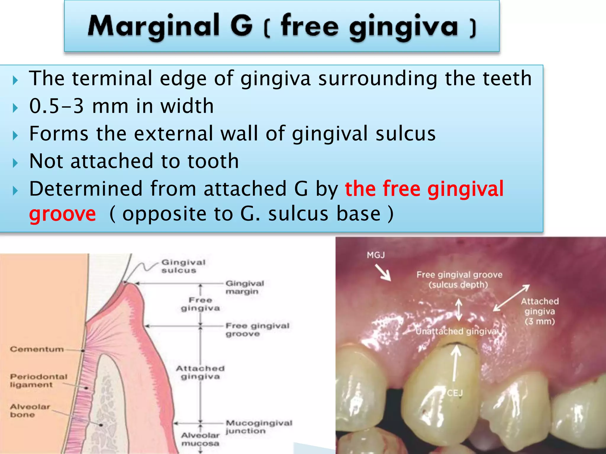 Normal periodontium | PPTX