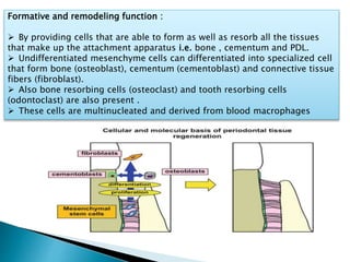 Normal periodontium | PPTX