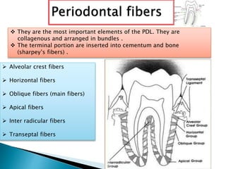 Normal periodontium | PPTX