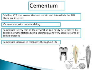 Normal periodontium | PPTX