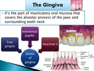 Normal periodontium | PPTX