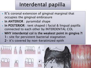 Normal periodontium | PPTX