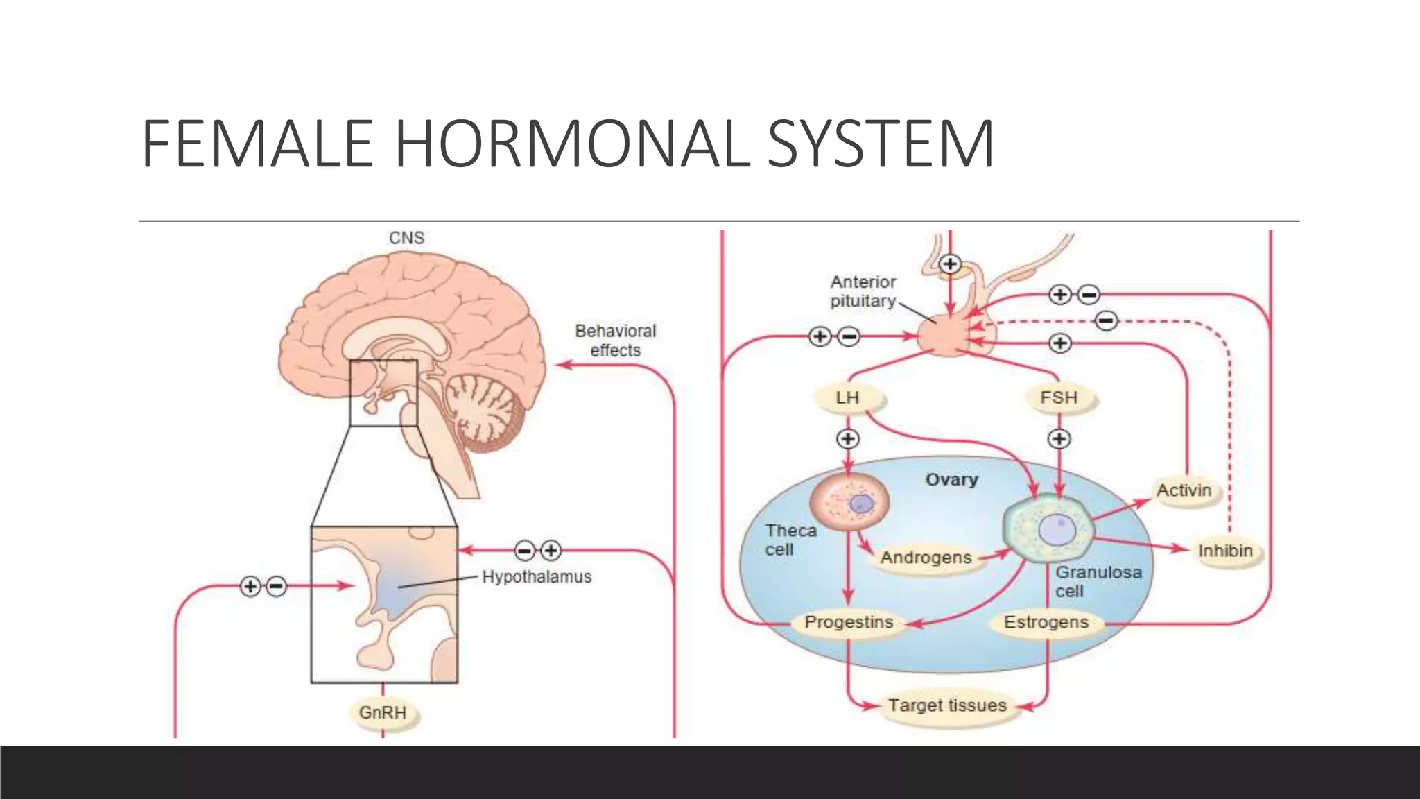Normal physiology of female reproductive system | PPT