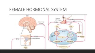 Normal physiology of female reproductive system | PPT