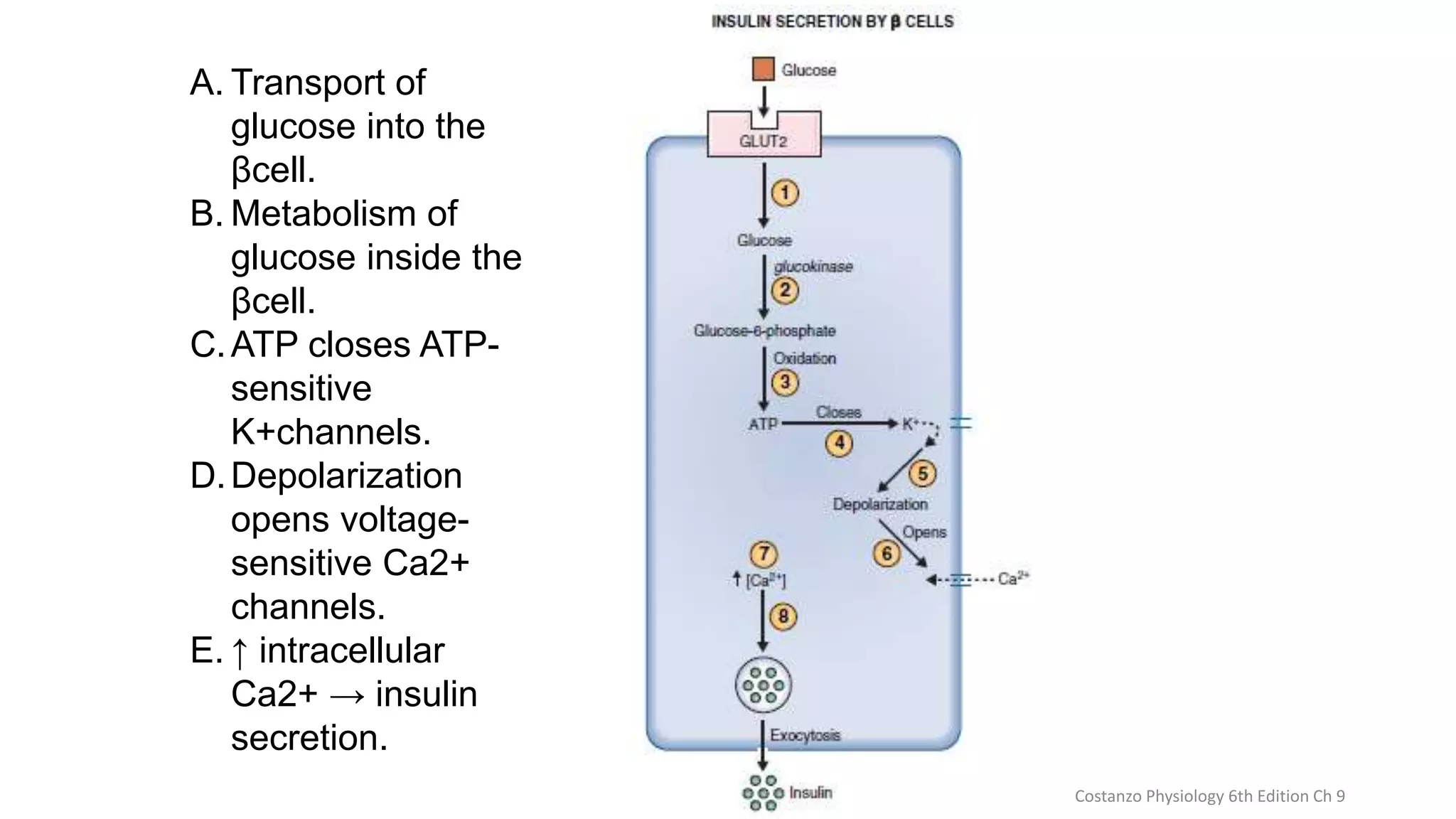Normal physiology of insulin, Glucagon and Somatostatin | PPTX ...