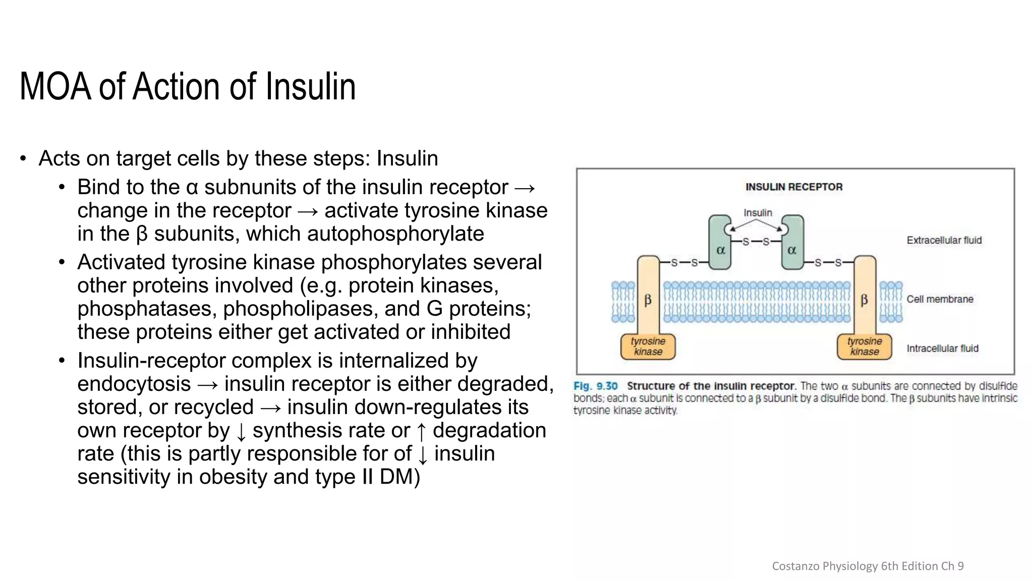 Normal physiology of insulin, Glucagon and Somatostatin | PPTX