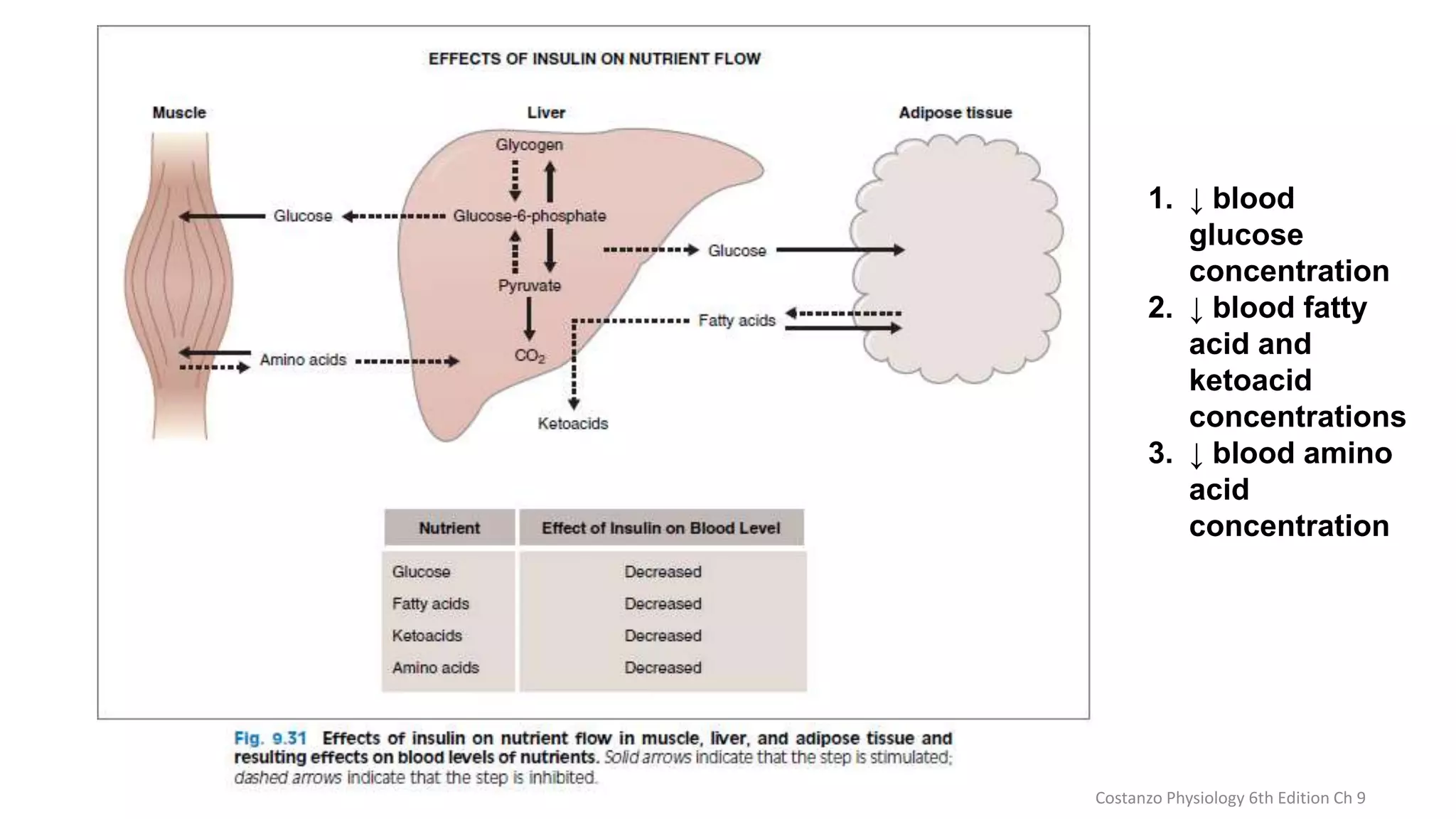 Normal physiology of insulin, Glucagon and Somatostatin | PPTX