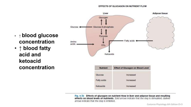 Normal physiology of insulin, Glucagon and Somatostatin | PPTX ...