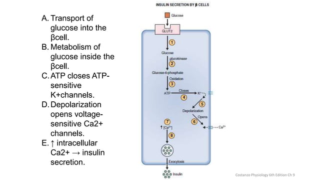 Normal physiology of insulin, Glucagon and Somatostatin | PPTX ...