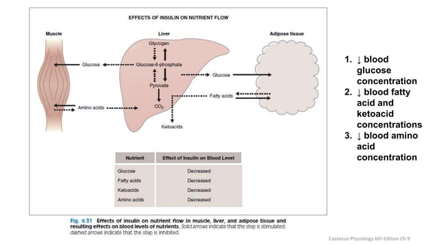 Normal physiology of insulin, Glucagon and Somatostatin | PPTX ...