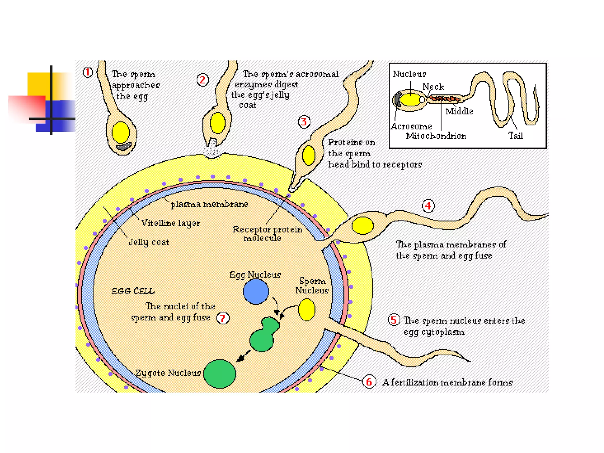 normal pregnancy .ppt
