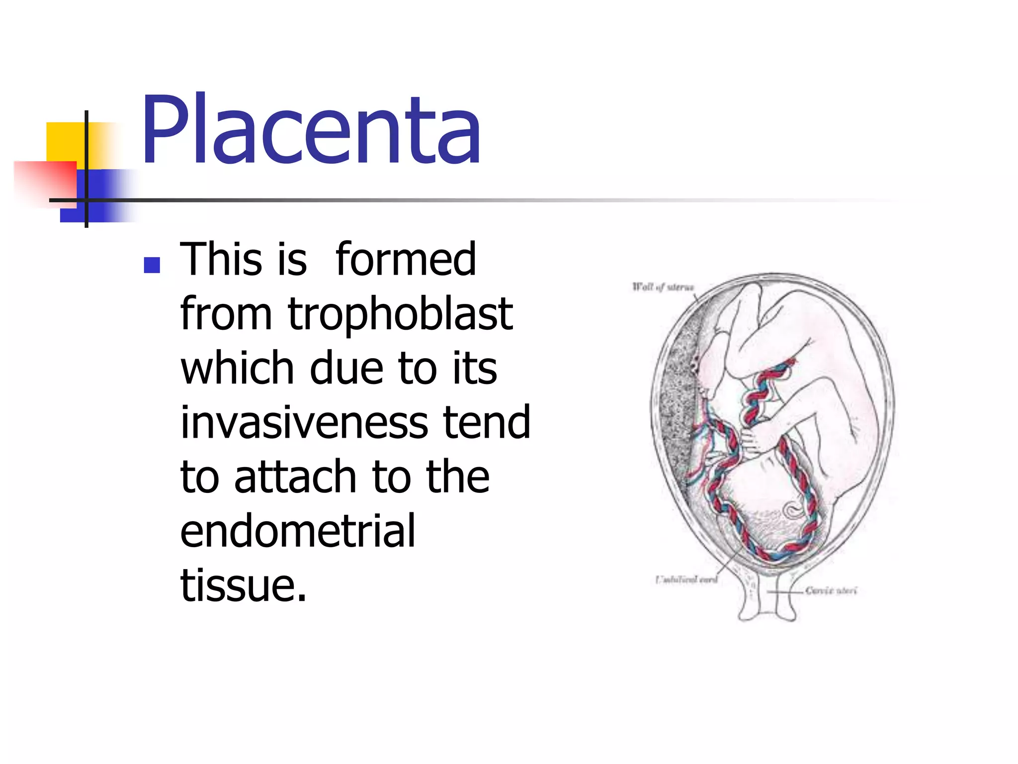 normal pregnancy .ppt